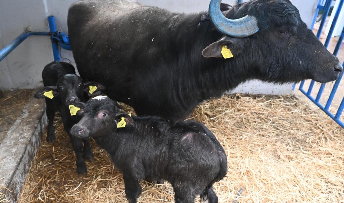 Bandırma Koyunculuk Araştırma’dan Manda Sütü satış duyurusu | Bandirma ...